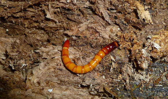Click Beetle Larvae | Project Noah