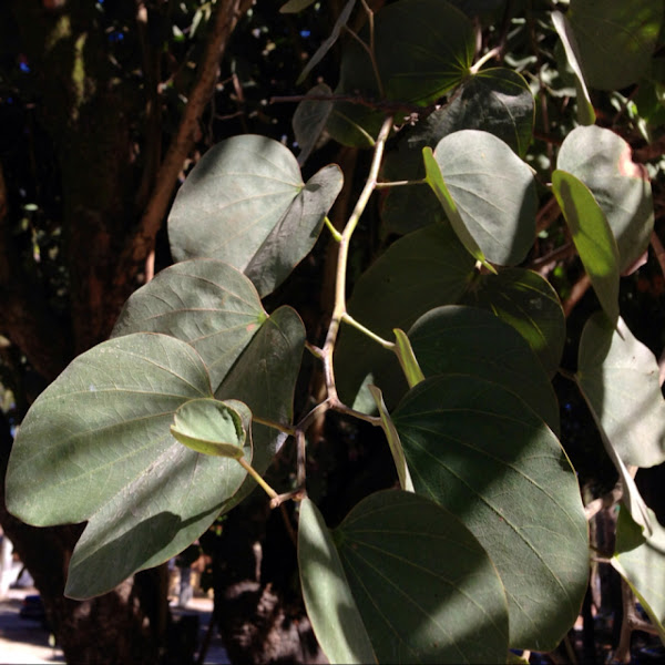 Árbol Orquídea, Purple orchid tree | Project Noah