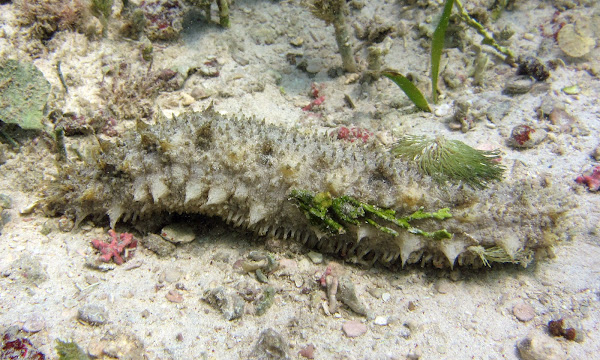 Tiger Tail Sea Cucumber | Project Noah