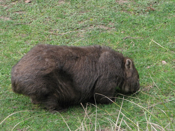 Common Wombat | Project Noah