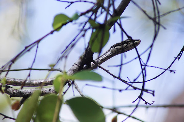 Twig Snake | Project Noah