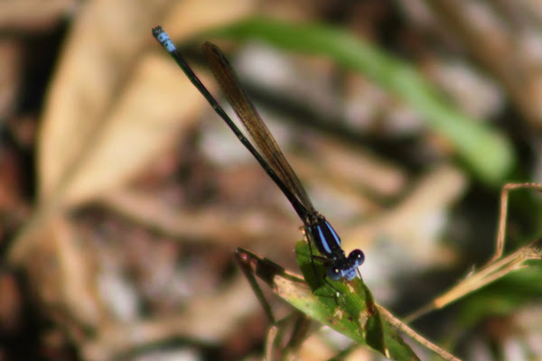Black Dancer Damselfly | Project Noah