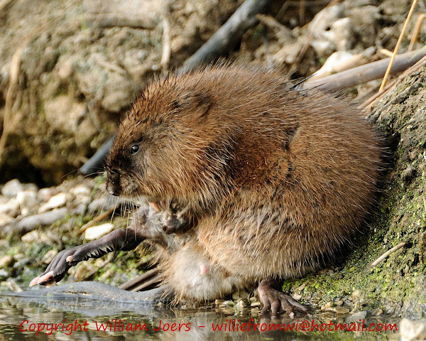 Muskrat | Project Noah