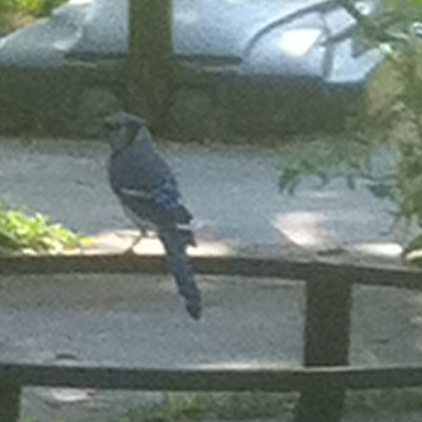 Blue Jay | Project Noah