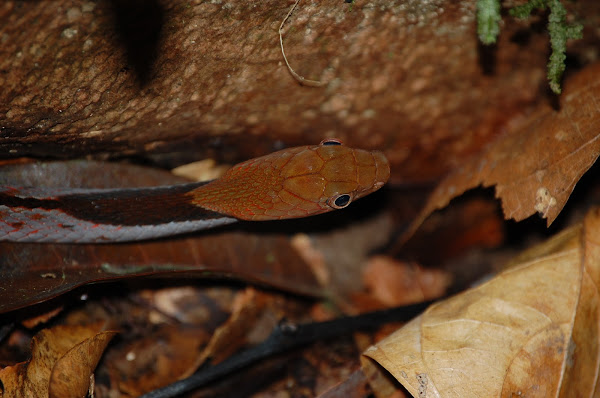 Blue-necked Keelback snake | Project Noah