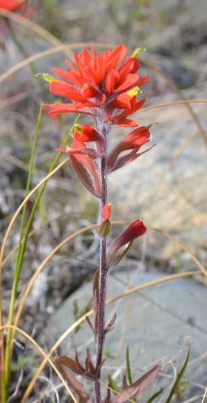 Common Red Paintbrush | Project Noah