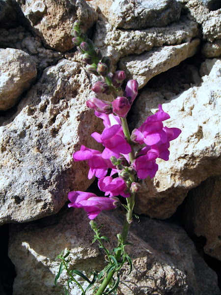 Greater Snapdragon | Project Noah