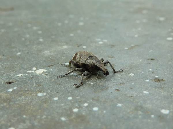 True Weevils or Snout beetles | Project Noah