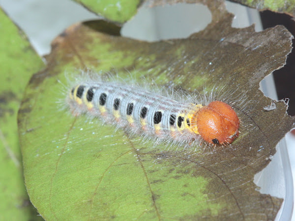 Green Awl (butterfly larva) | Project Noah
