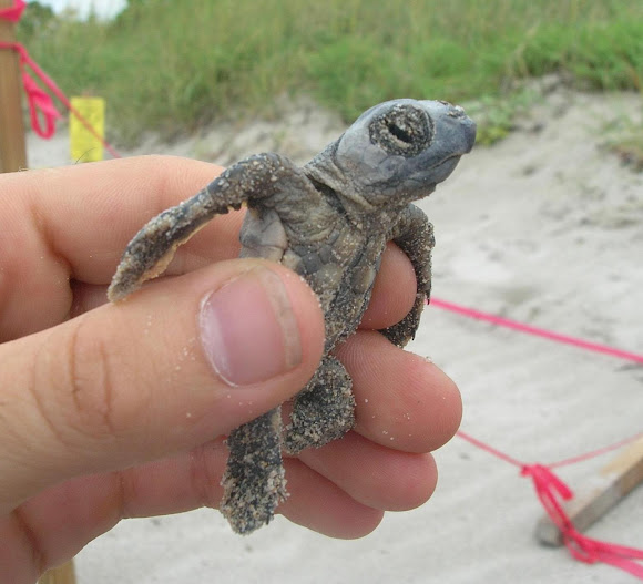 tortuga caguama - loggerhead sea turtle | Project Noah