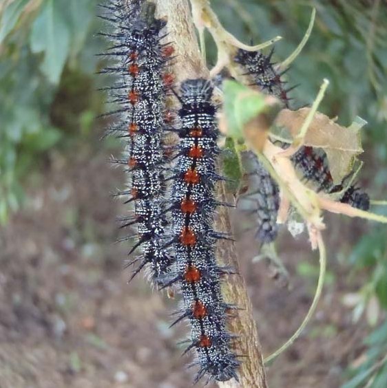 Spiny elm caterpillar | Project Noah