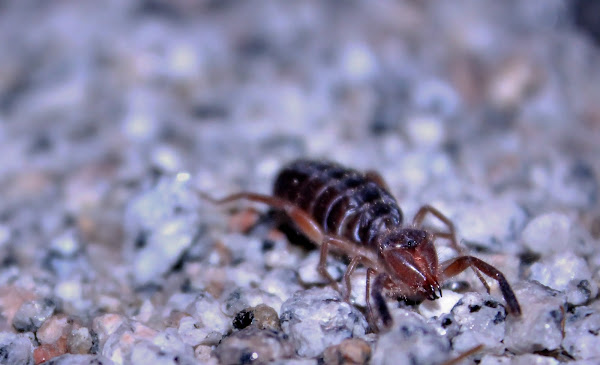 Iberian solifuge / Solífugo | Project Noah