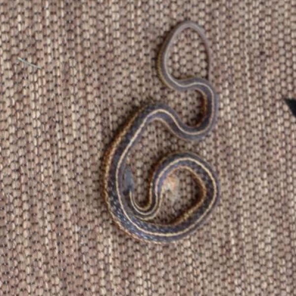 Common garter snake | Project Noah
