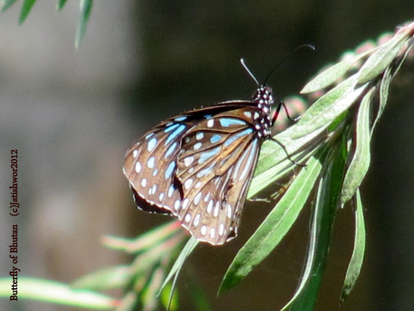 Dark Blue Tiger | Project Noah