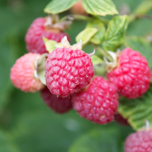 Raspberry | Project Noah