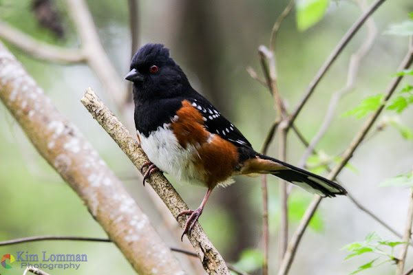 Spotted Towhee | Project Noah