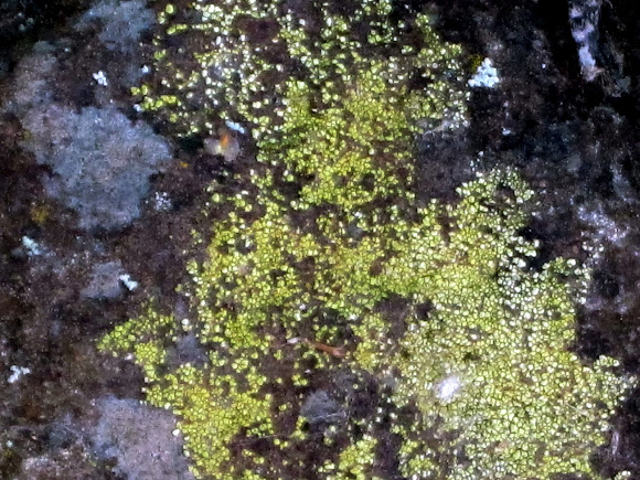Crusty Yellow Lichen | Project Noah