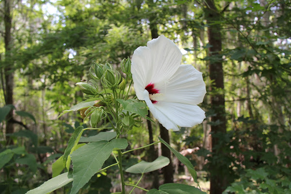 Marsh Hibiscus | Project Noah