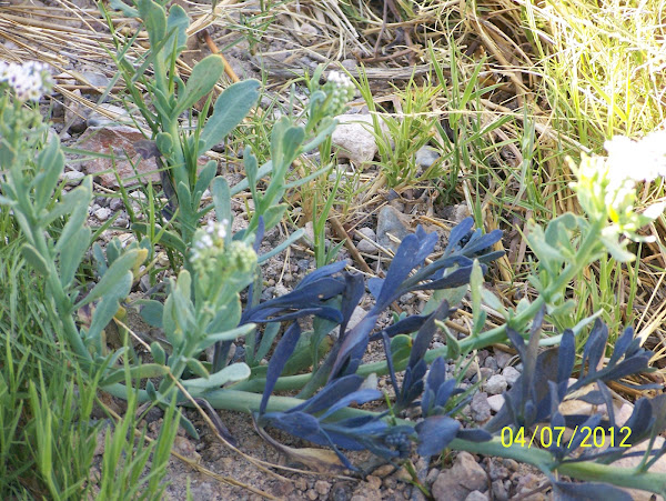 Alkali Heliotrope | Project Noah