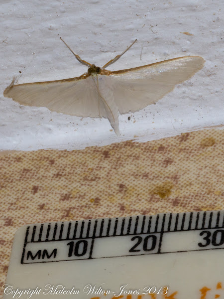 Olive Tree Pearl Moth | Project Noah