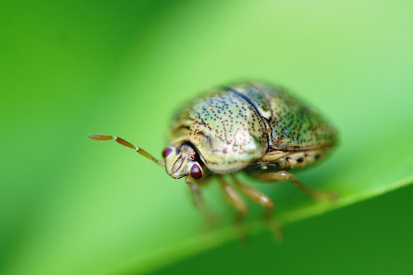 Bean Bug or Bean Plataspid | Project Noah