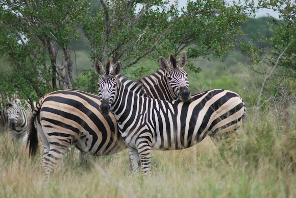 Zebra | Project Noah