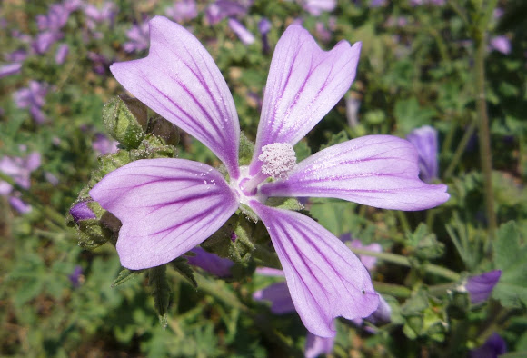 Malva común | Project Noah