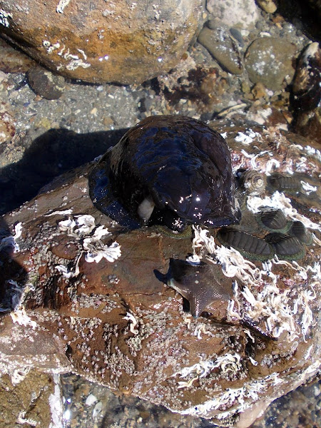Common Black sea slug (adult) | Project Noah