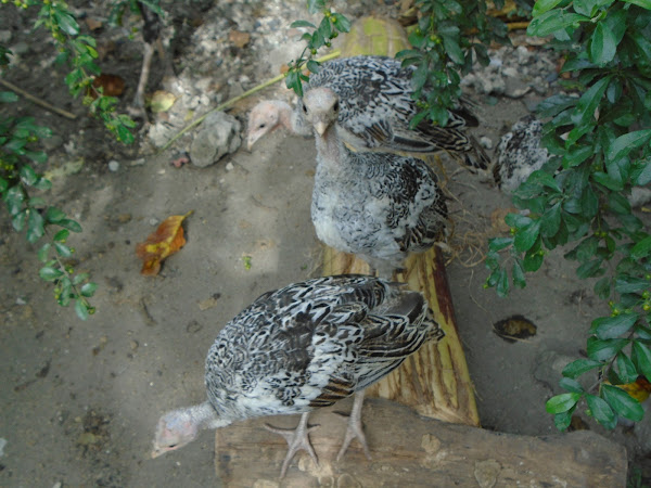 Pabo (Filipino); Turkey (English) | Project Noah