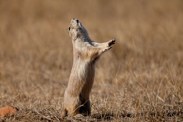Black-tailed Prairie Dog | Project Noah