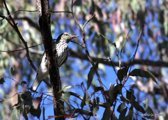 Australasian Figbird (Female) | Project Noah