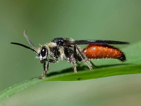 Velvet Ant Wasp | Project Noah