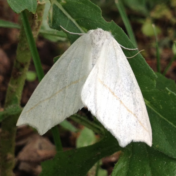 White slant line moth | Project Noah