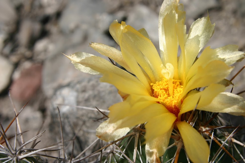 Flores | Project Noah