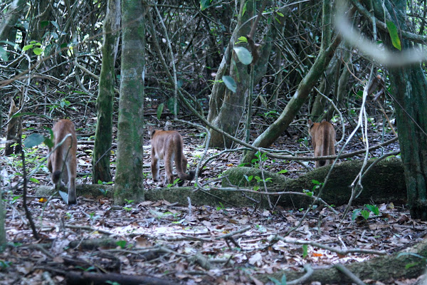 Costa Rican cougar | Project Noah