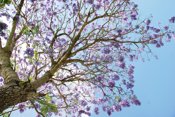 Jacaranda | Project Noah