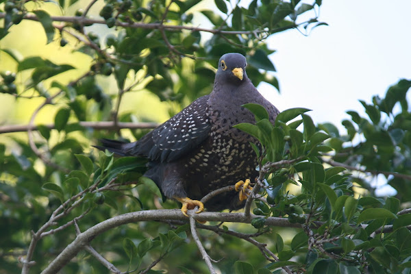 African Olive Pigeon | Project Noah