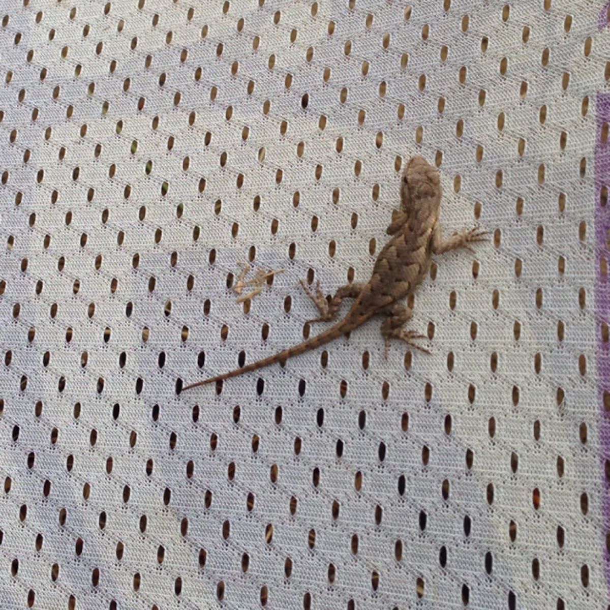 Prairie Lizard | Project Noah