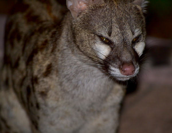 Small Spotted Genet
