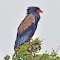 Bateleur | Project Noah
