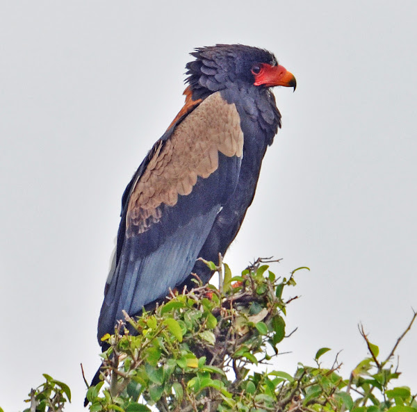 Bateleur | Project Noah