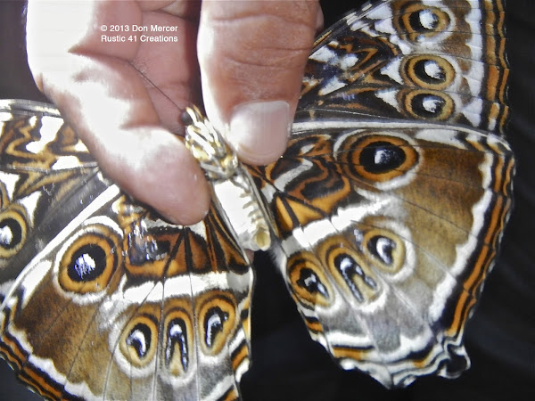 Cisseis Morpho | Project Noah