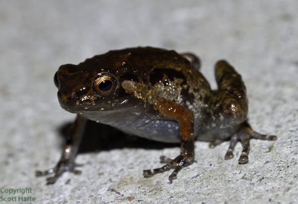 Dull Frog | Project#N# Noah