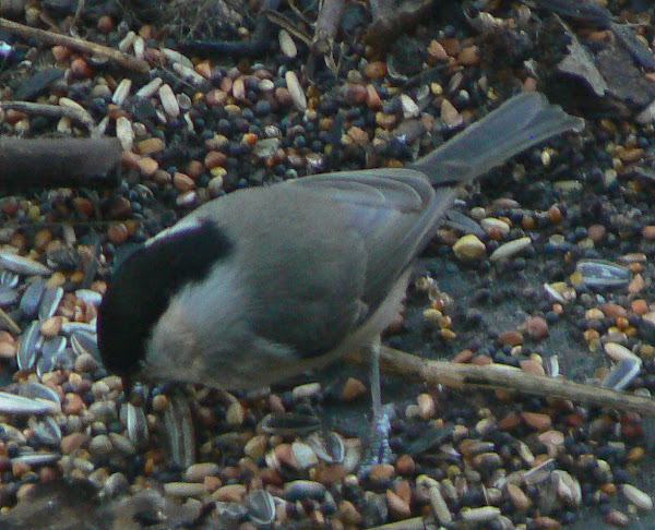 Marsh Tit | Project Noah