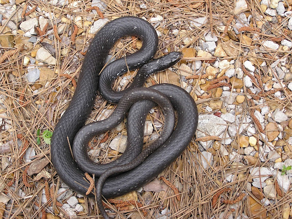 Buttermilk Racer | Project Noah