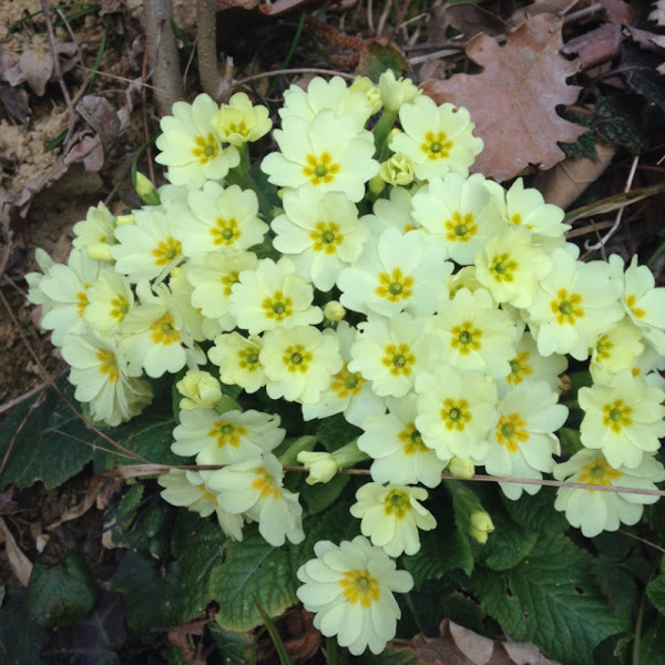 Primula | Project Noah