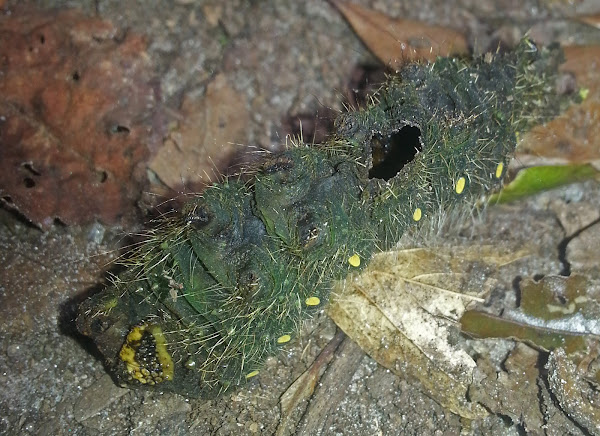 Imperial Moth Cocoon | Project Noah