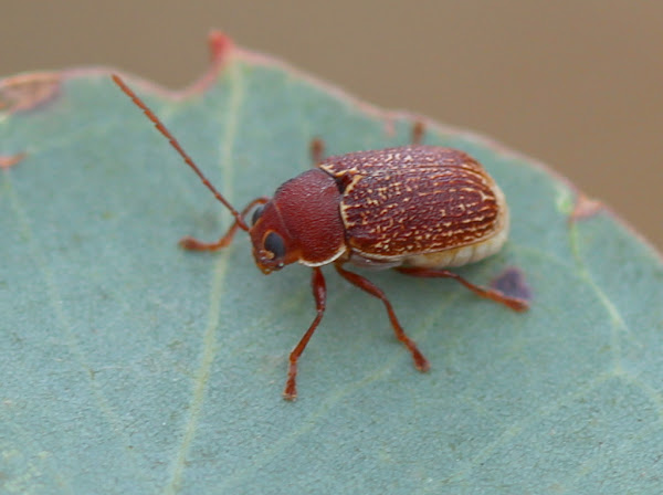 Leaf beetle | Project Noah