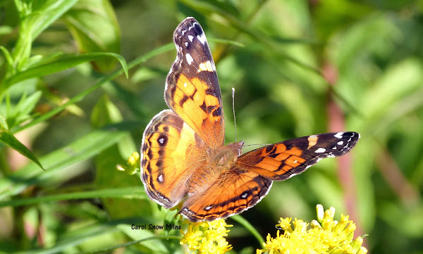 American Lady Butterfly | Project Noah