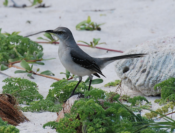 Tropical Mocking Bird | Project Noah